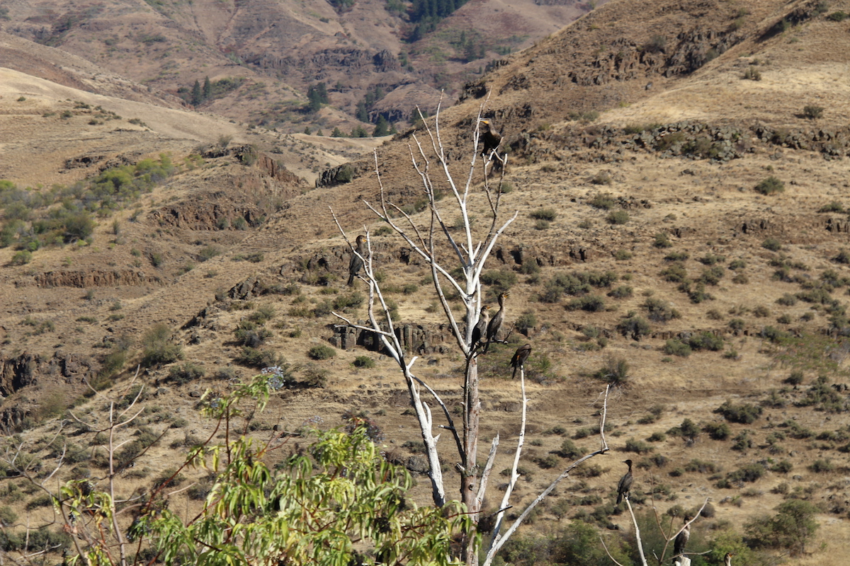 am Oxbow Dam – Nil desperandum